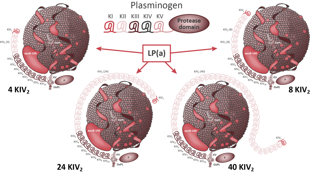 What is Lp(a)? - Lp(a) Forum